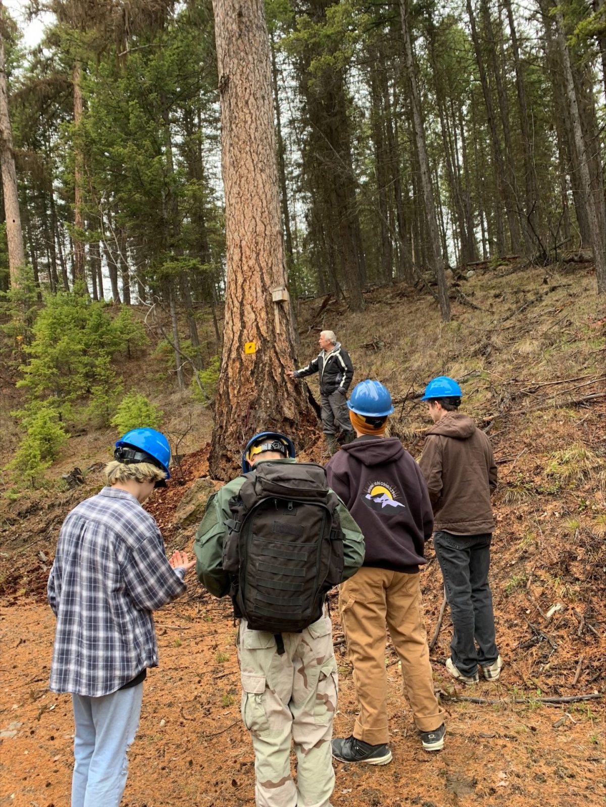 Discover Woodlot Licences | Woodlots BC